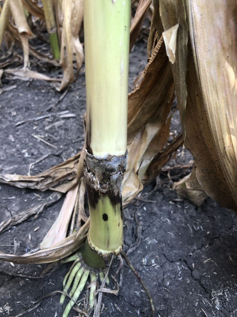 Physoderma Brown Spot and Stalk Rot - Jacobsen Seed