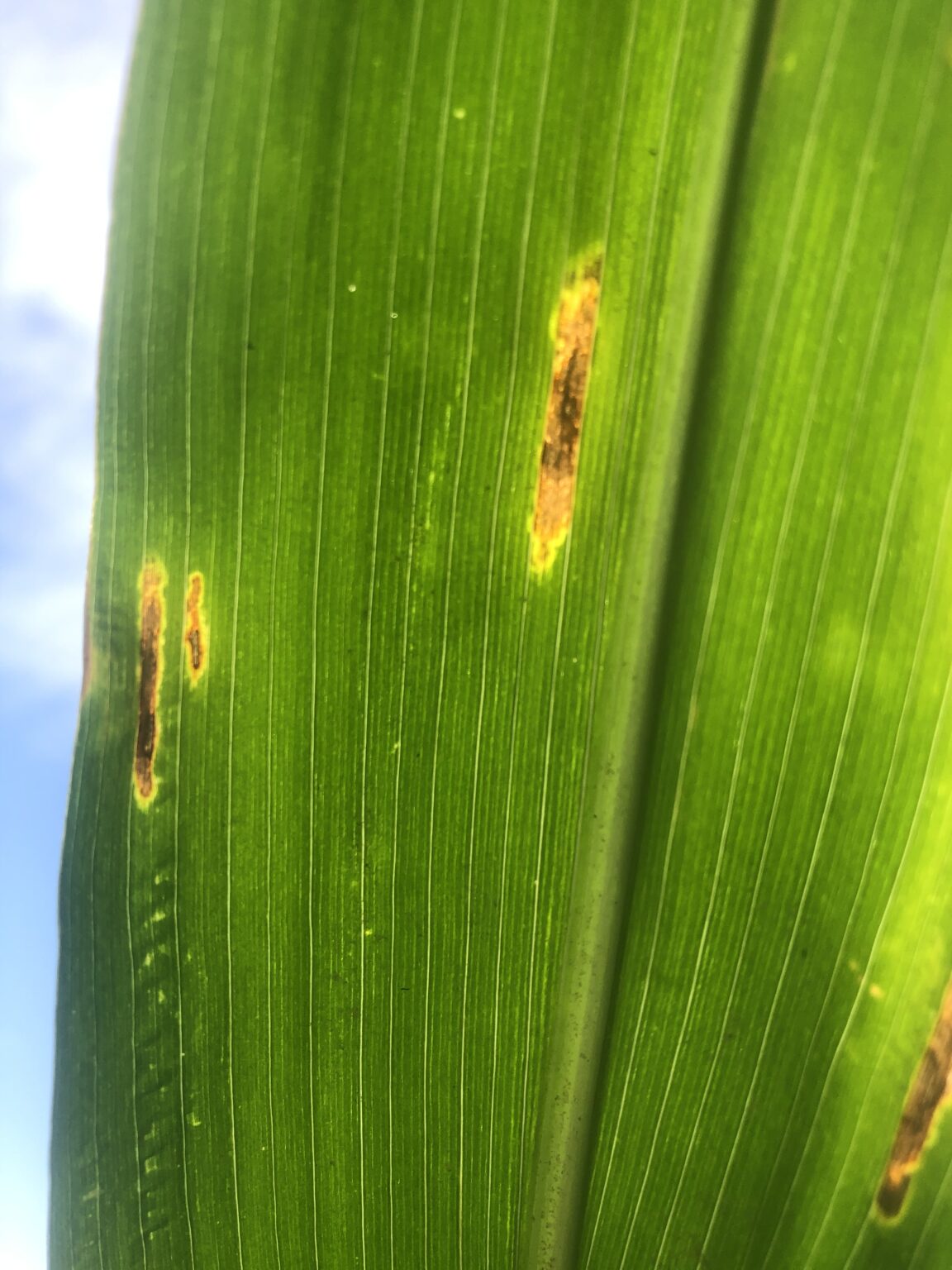 Gray Leaf Spot of Corn - Jacobsen Seed